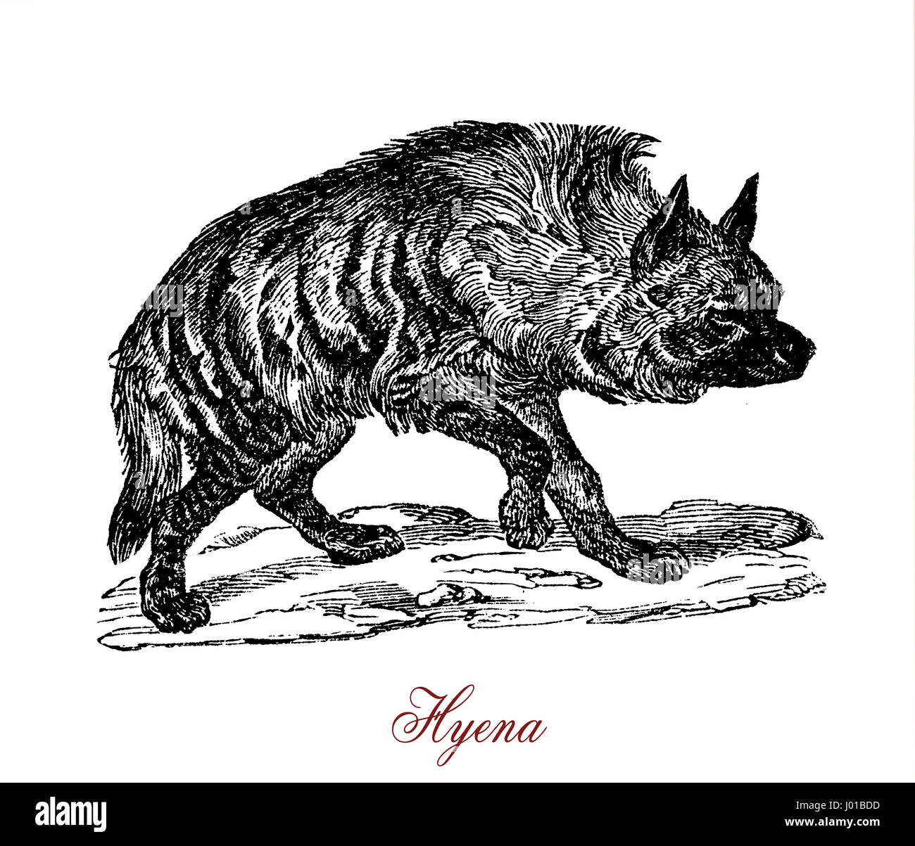 The hyena is a feliform carnivoral mammal of the family Hyaenidae. In ...
