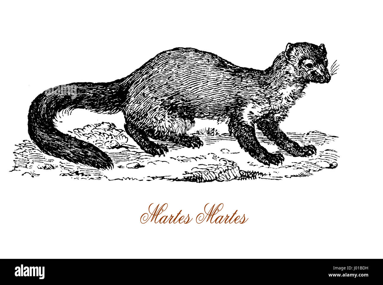 Pine Marten Drawing
