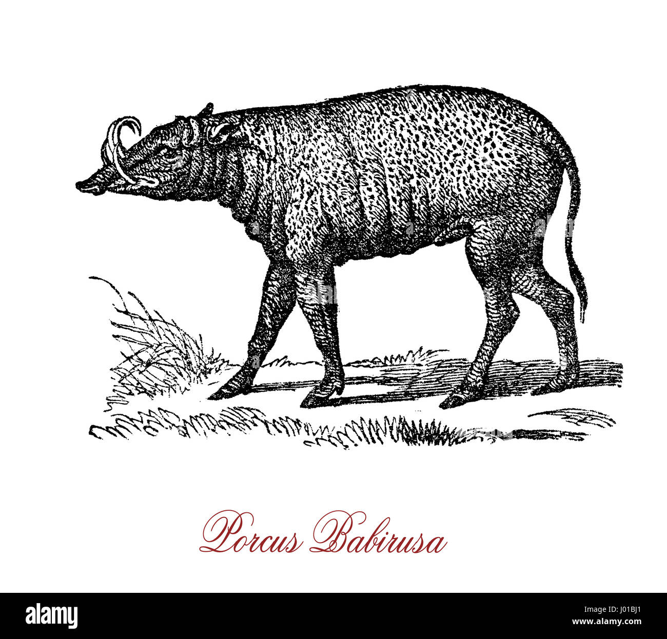 Mangole island hi-res stock photography and images - Alamy