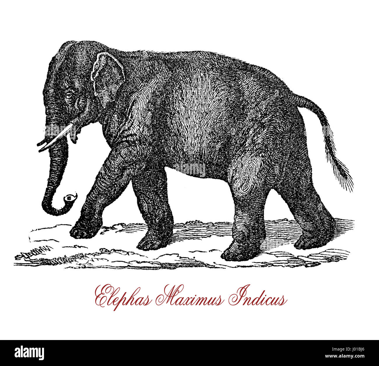 19th century indian elephant hi-res stock photography and images - Alamy