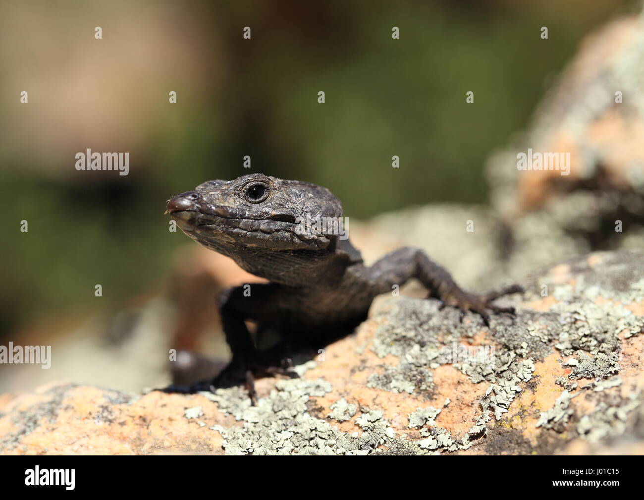 Black girdled lizard comes for a visit Stock Photo - Alamy