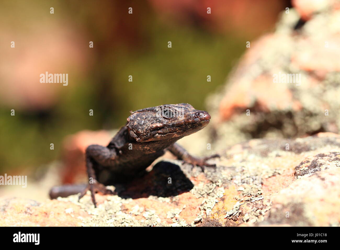 Black girdled lizard cordylus niger hi-res stock photography and images ...