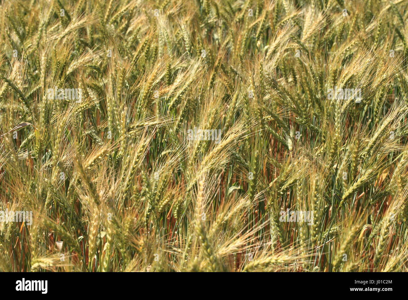 Golden field of wheat Stock Photo - Alamy