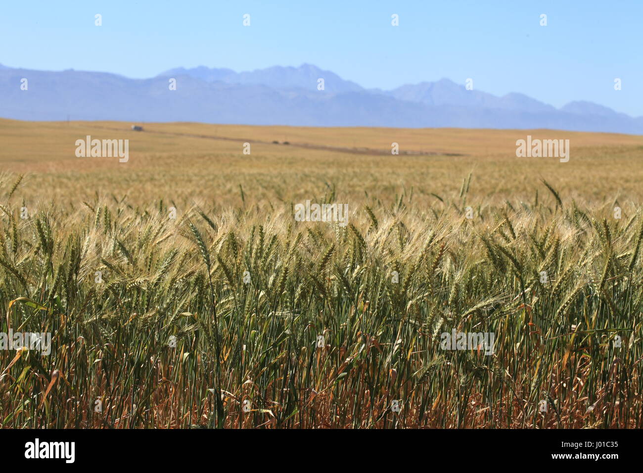Golden field of wheat Stock Photo - Alamy