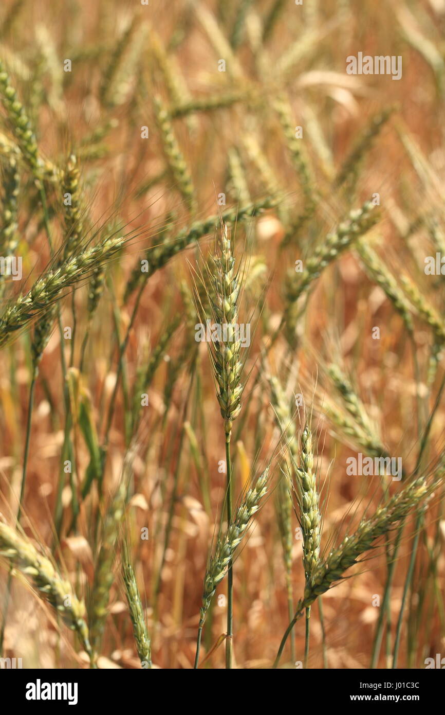 Golden field of wheat Stock Photo - Alamy