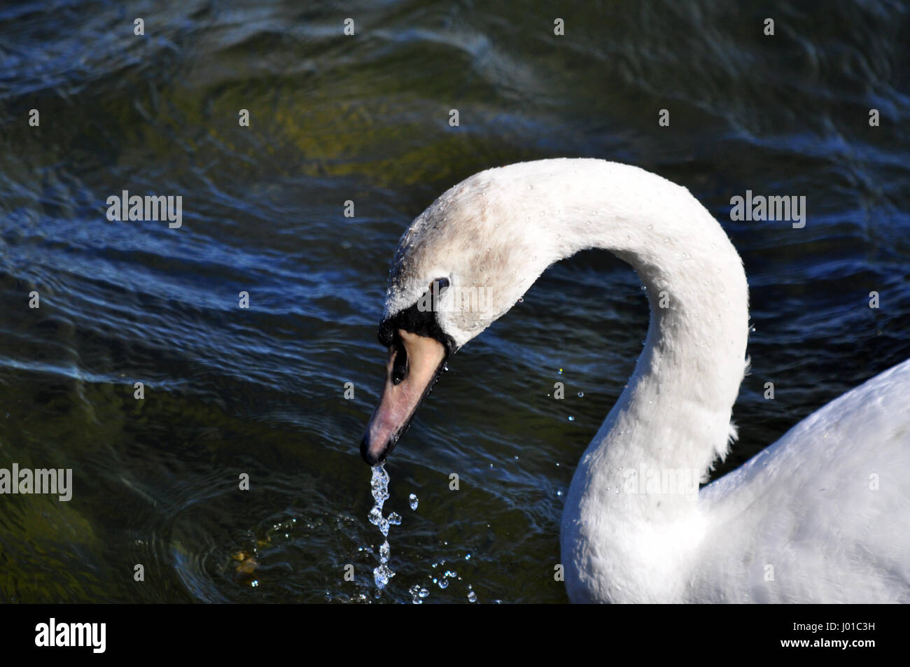 beautiful white swan in the baltic sea in Gdynia, Poland Stock Photo ...
