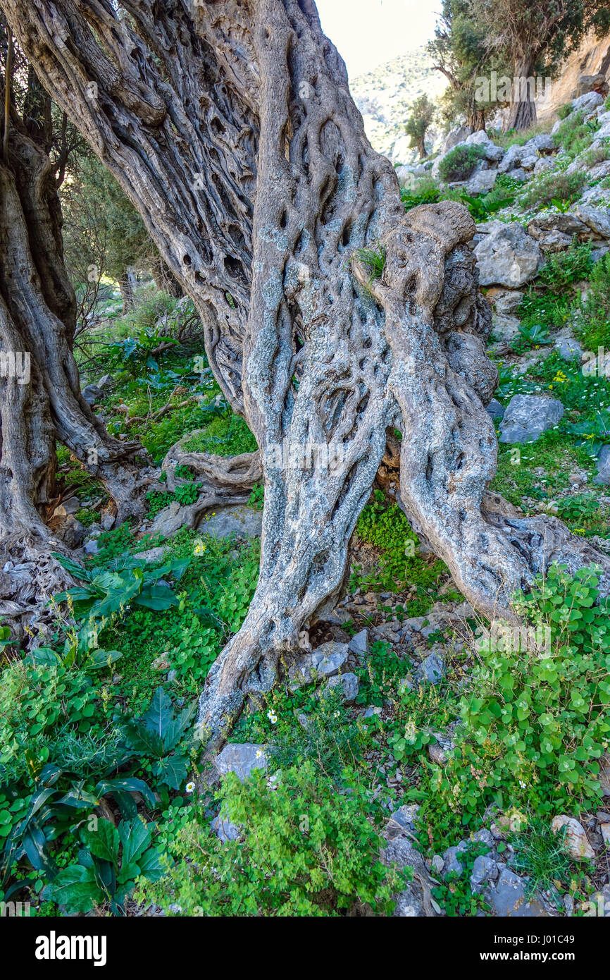 Ancient twisted olive trees at Arginonta, Kalymnos, Greece Stock Photo ...
