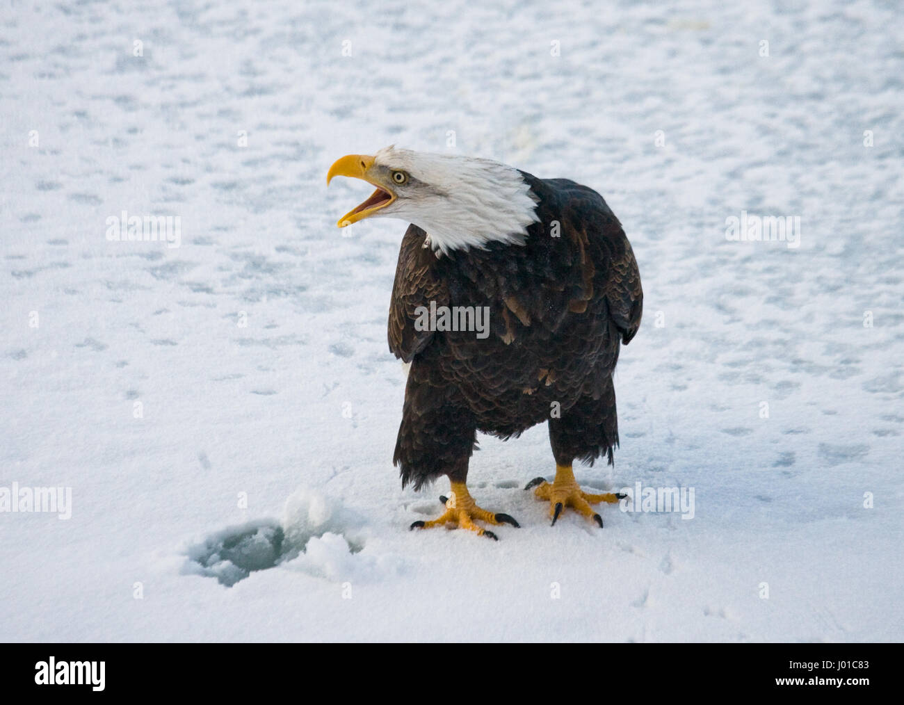 Bald eagle sitting on snow. USA. Chilkat River. Alaska Stock Photo - Alamy