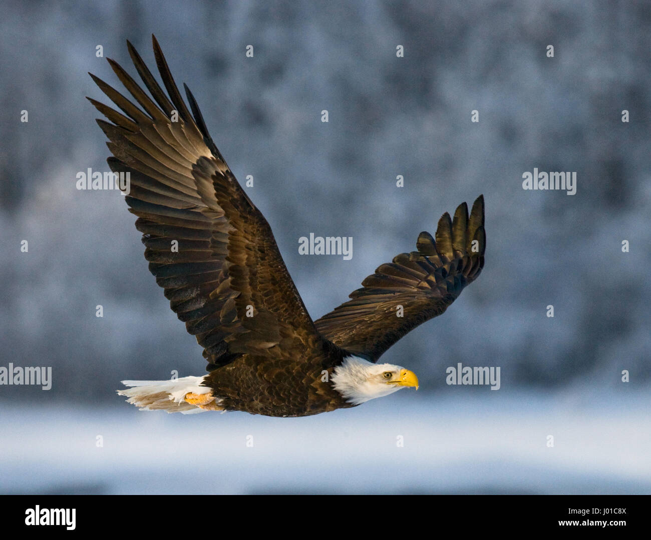 Bald eagle in flight. USA. Alaska. Chilkat River Stock Photo - Alamy
