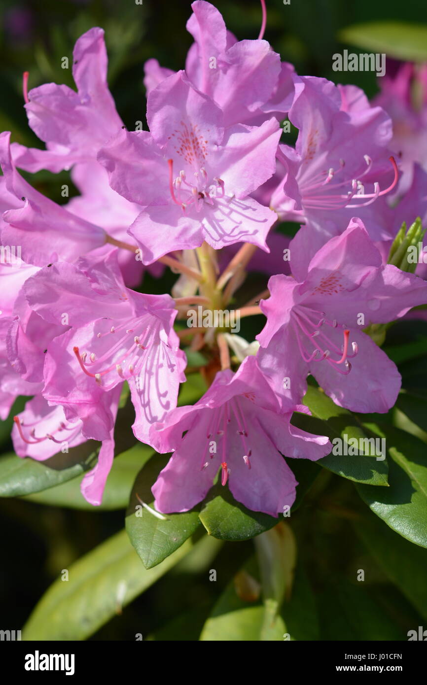 Rhododendron Roseum Elegans blossom detail Stock Photo - Alamy