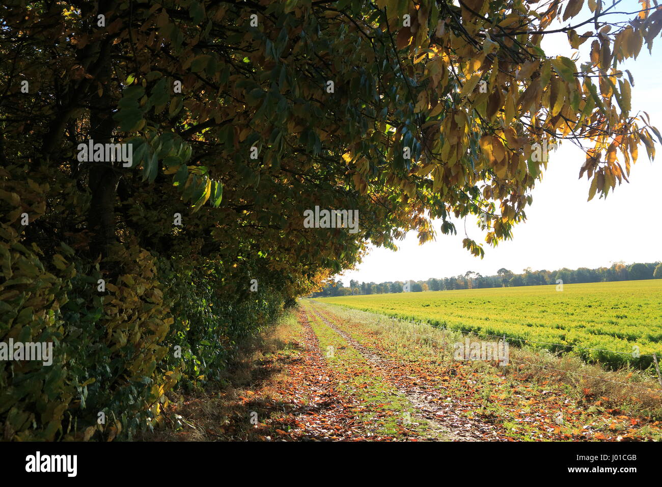Autumn colours trees fields in countryside, Sutton, Suffolk, England ...