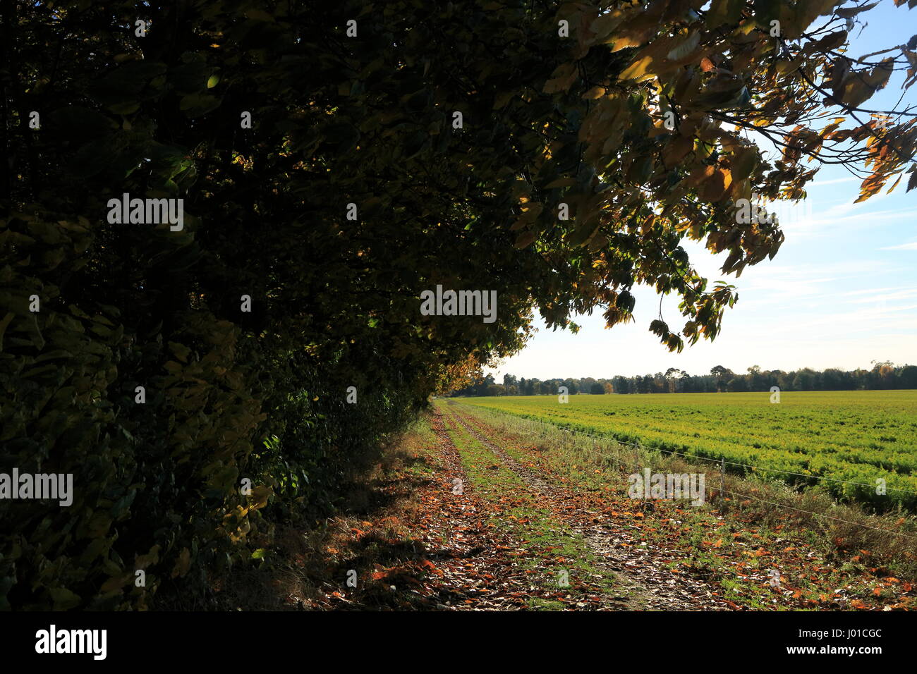 Autumn colours trees fields in countryside, Sutton, Suffolk, England ...