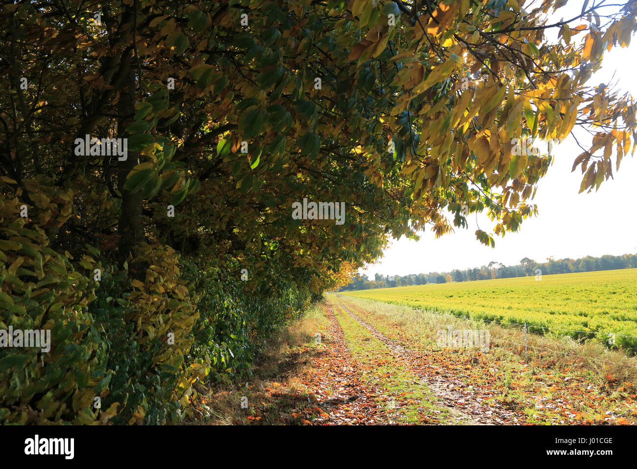 Autumn colours trees fields in countryside, Sutton, Suffolk, England ...