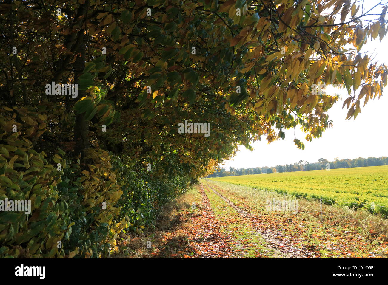 Autumn colours trees fields in countryside, Sutton, Suffolk, England ...