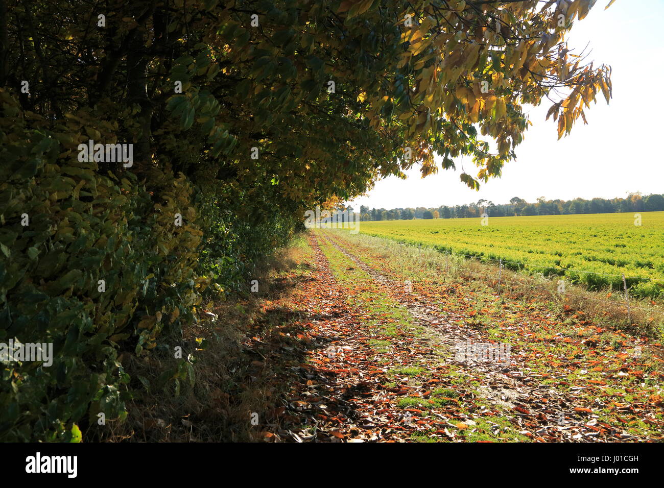Autumn colours trees fields in countryside, Sutton, Suffolk, England ...