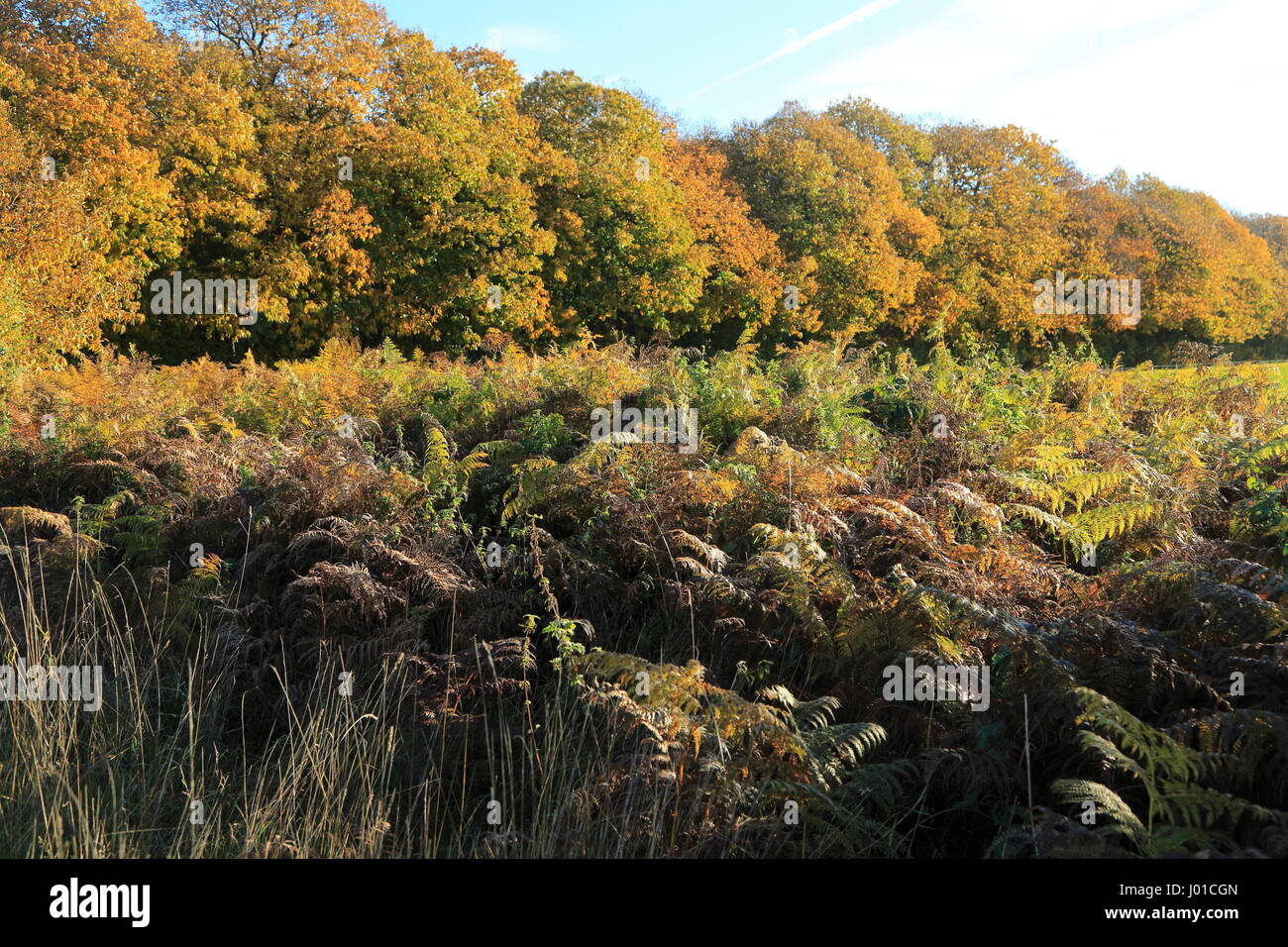 Autumn colours trees in countryside, Sutton, Suffolk, England, UK Stock ...