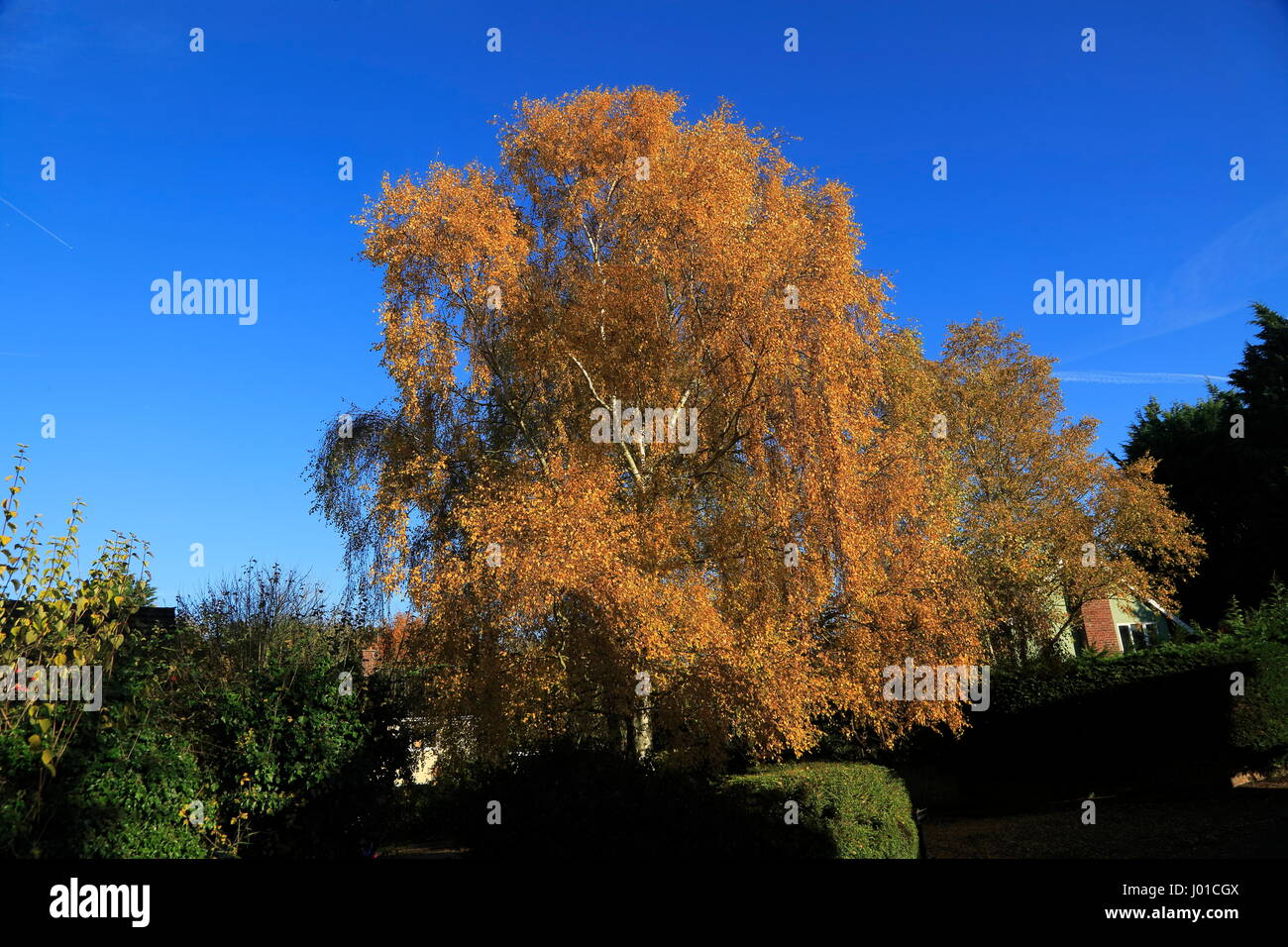 Autumn colours silver birch tree, Betula pendula, in countryside ...