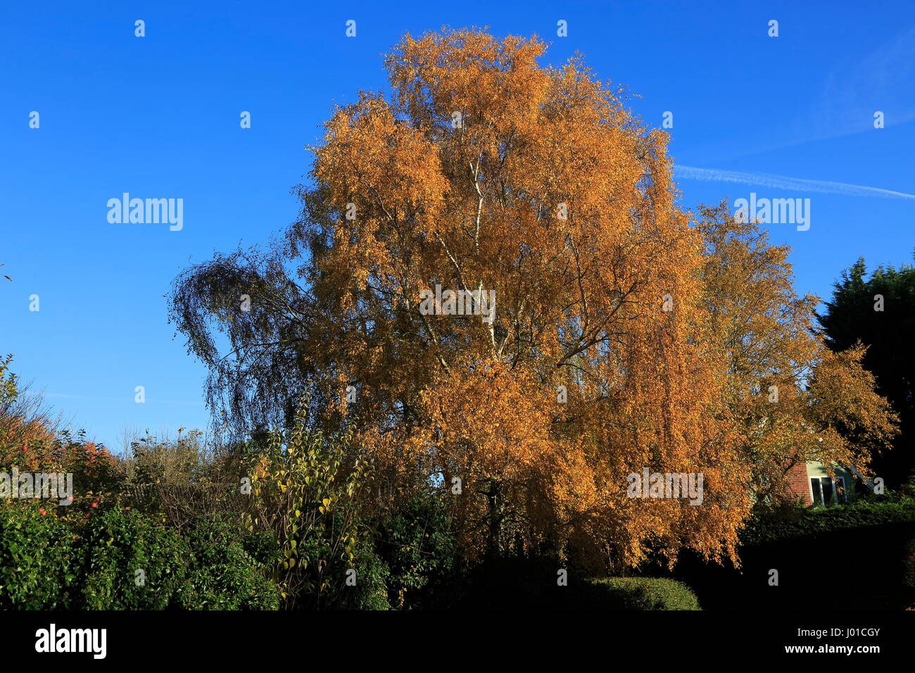 Autumn colours silver birch tree, Betula pendula, in countryside ...