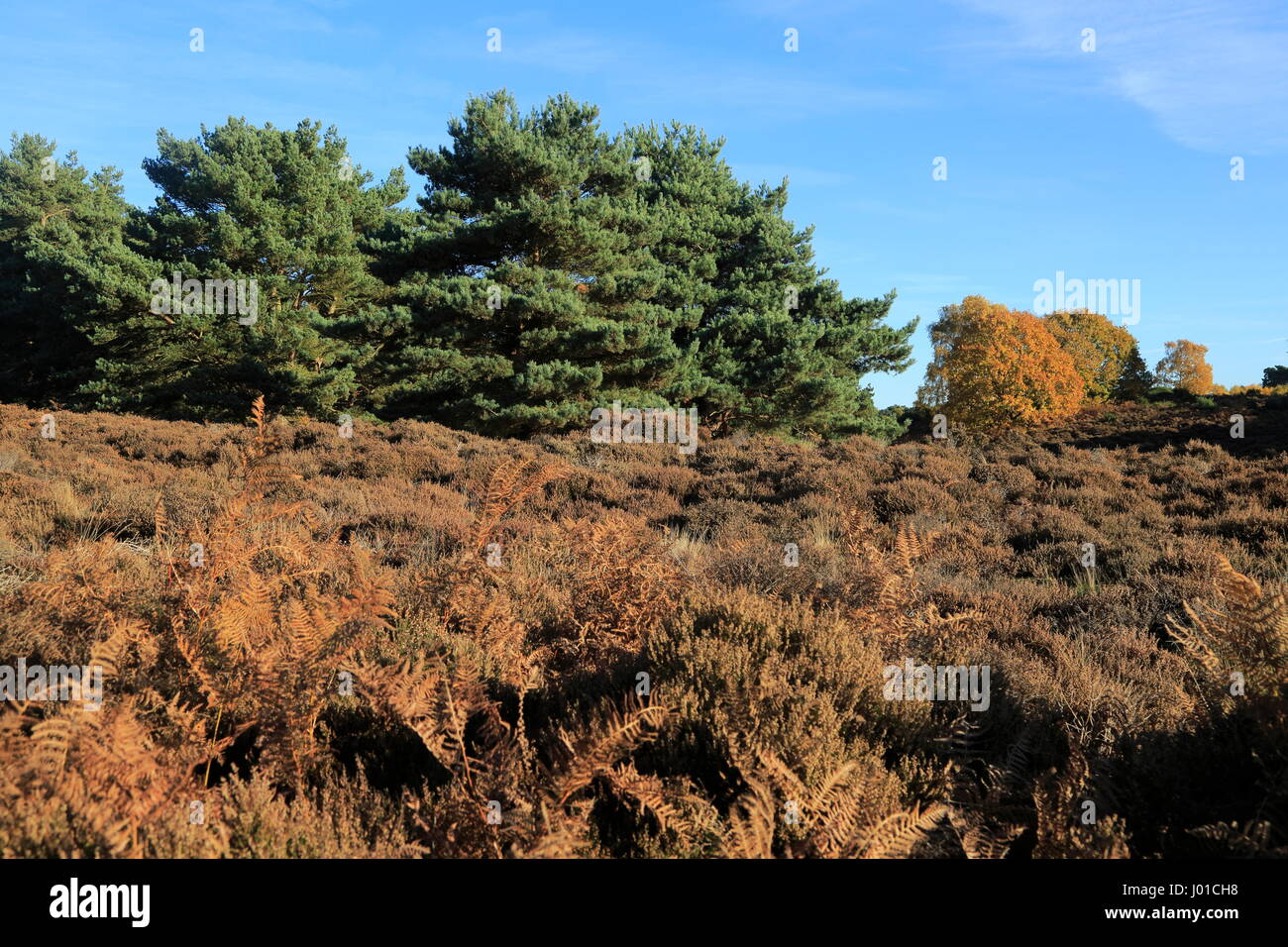 Autumn colours trees in countryside, Sutton, Suffolk Sandlings ...