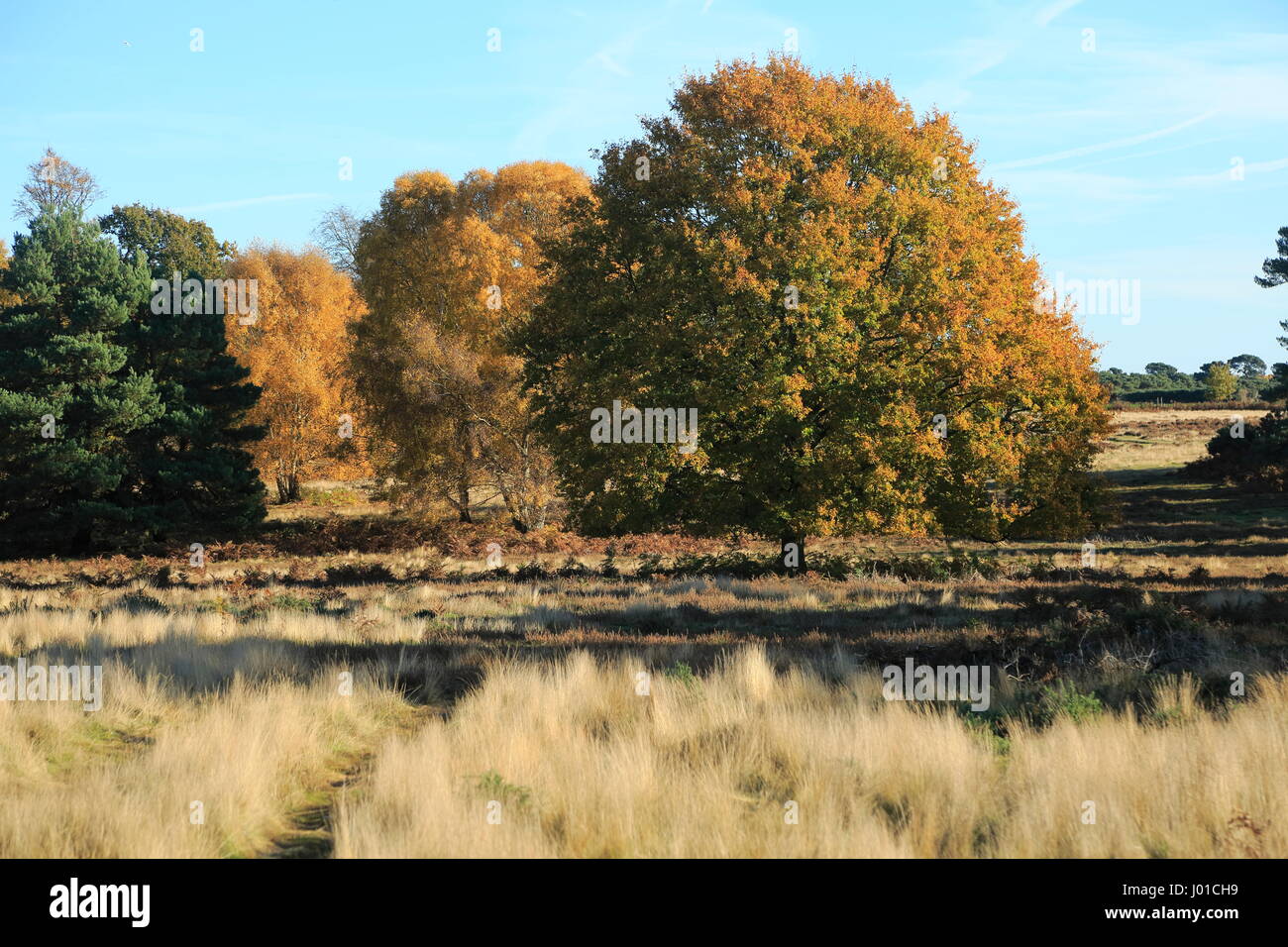 Autumn colours trees in countryside, Sutton, Suffolk Sandlings ...