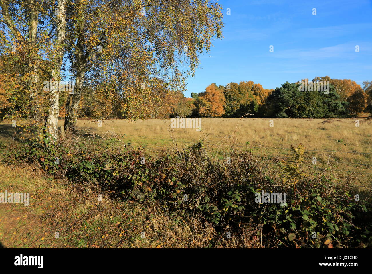 Autumn colours trees in countryside, Sutton, Suffolk Sandlings ...