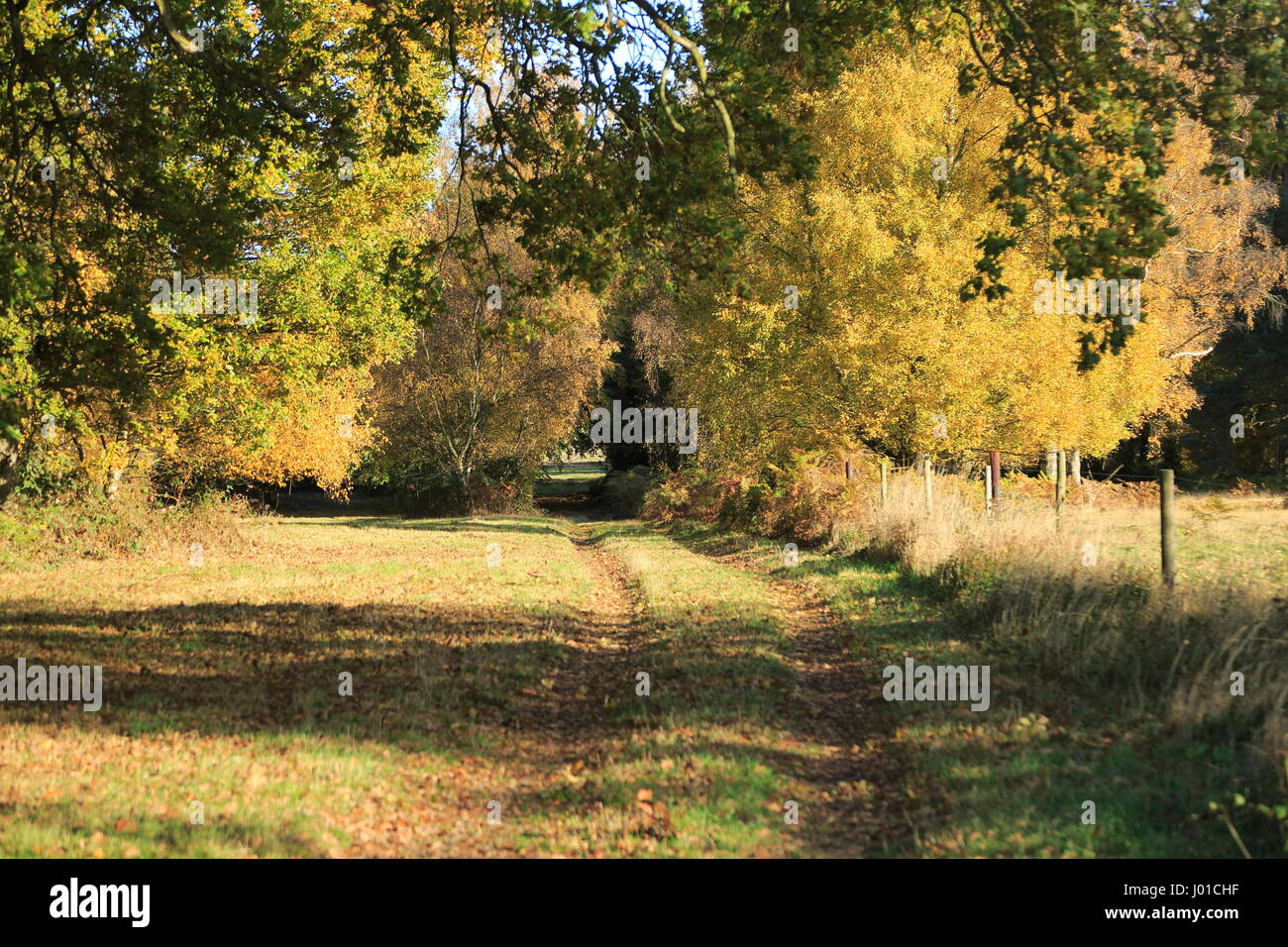Autumn colours trees in countryside, Sutton, Suffolk Sandlings ...