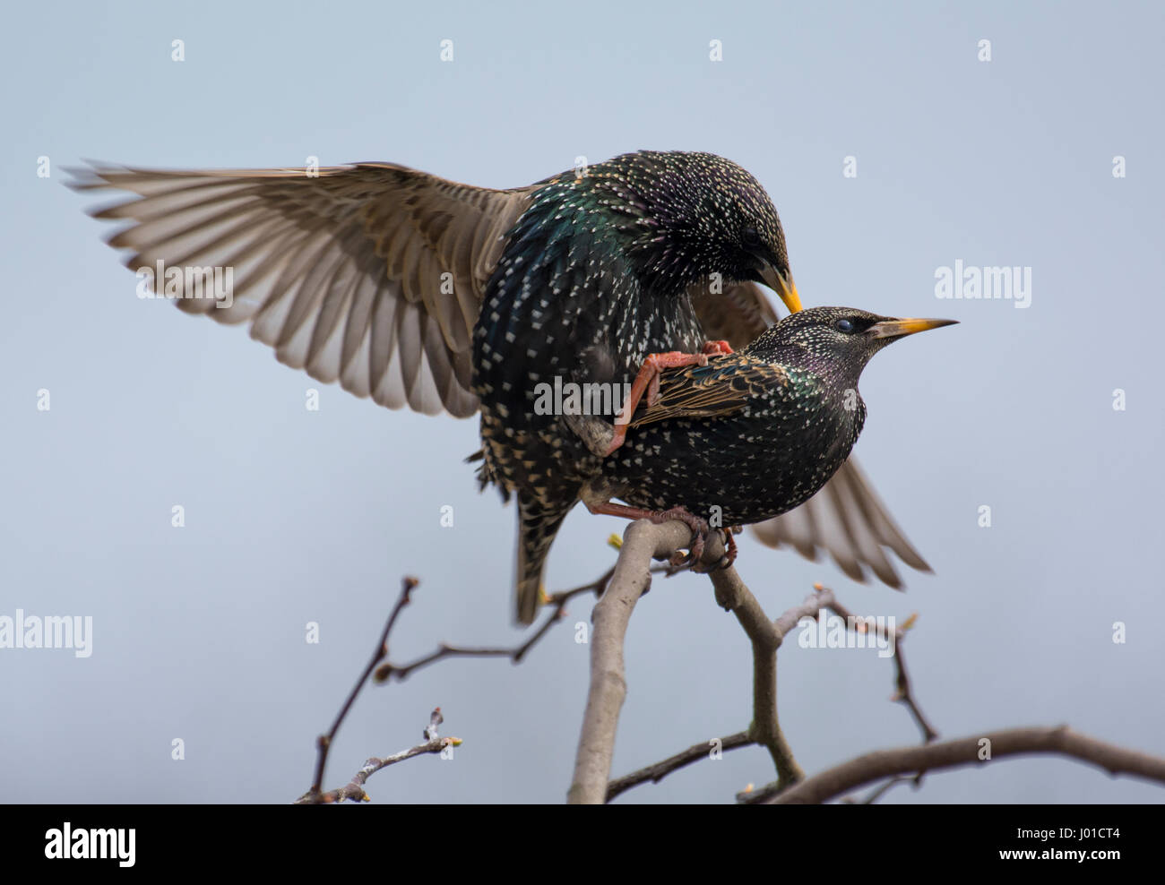 Plumage birds mating hi-res stock photography and images - Alamy