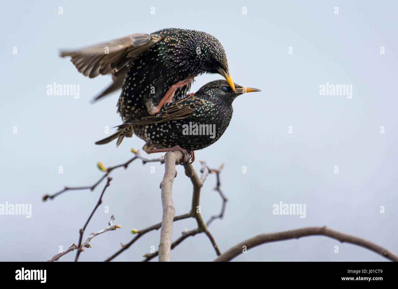 Plumage birds mating hi-res stock photography and images - Alamy