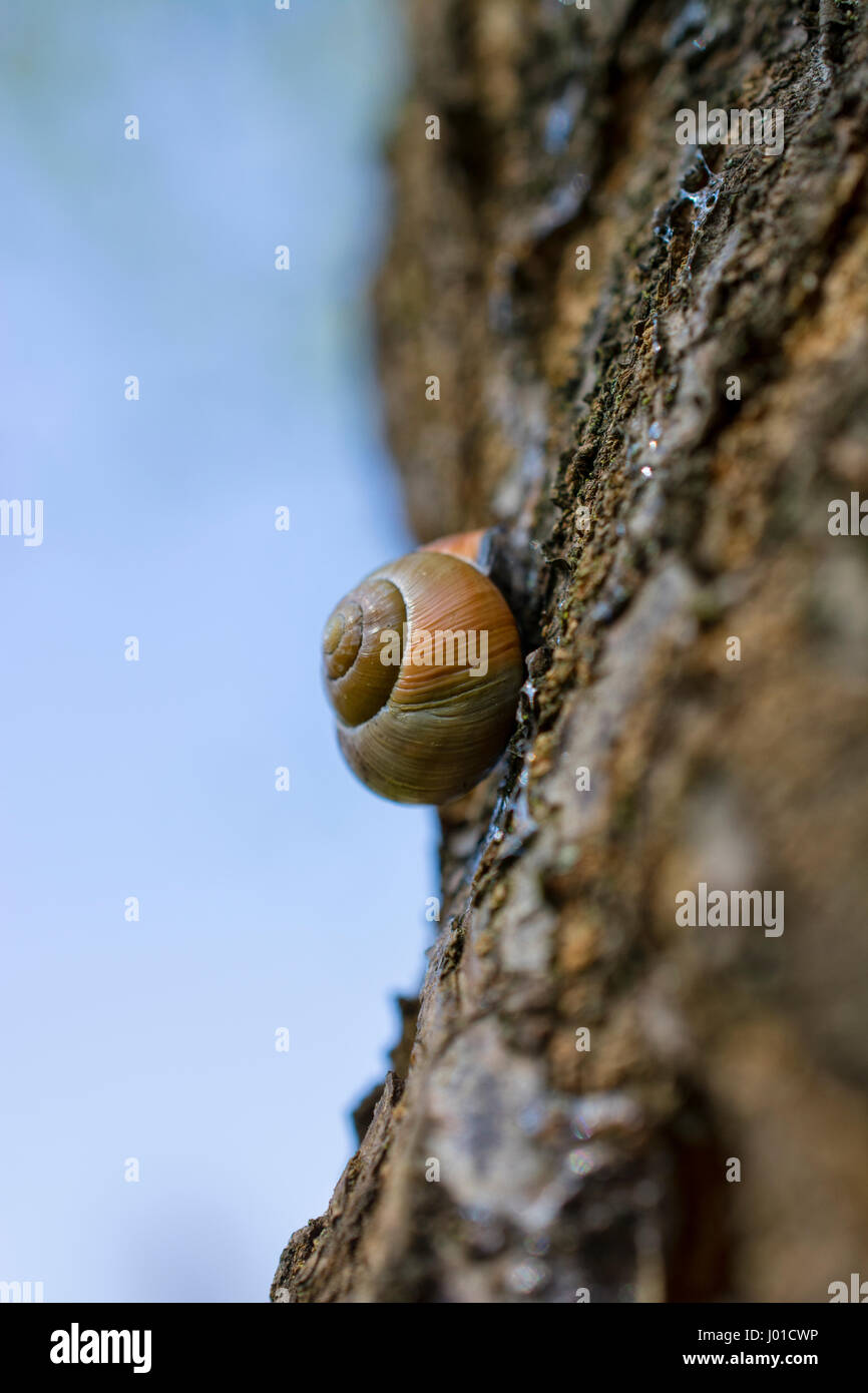 Snail on a tree Stock Photo - Alamy