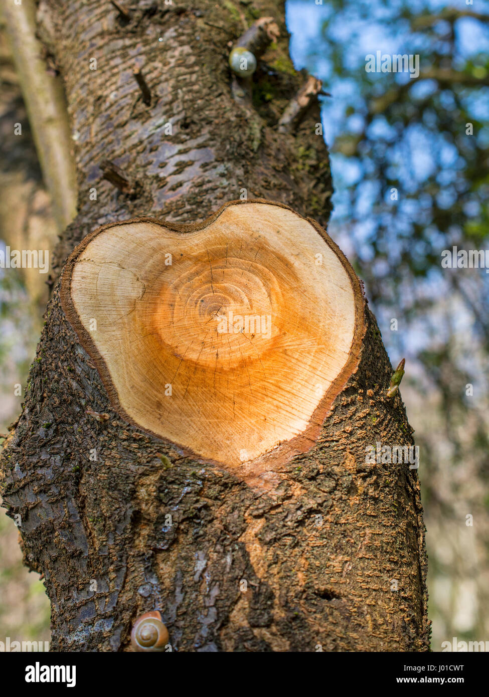 Age of the tree hi-res stock photography and images - Alamy