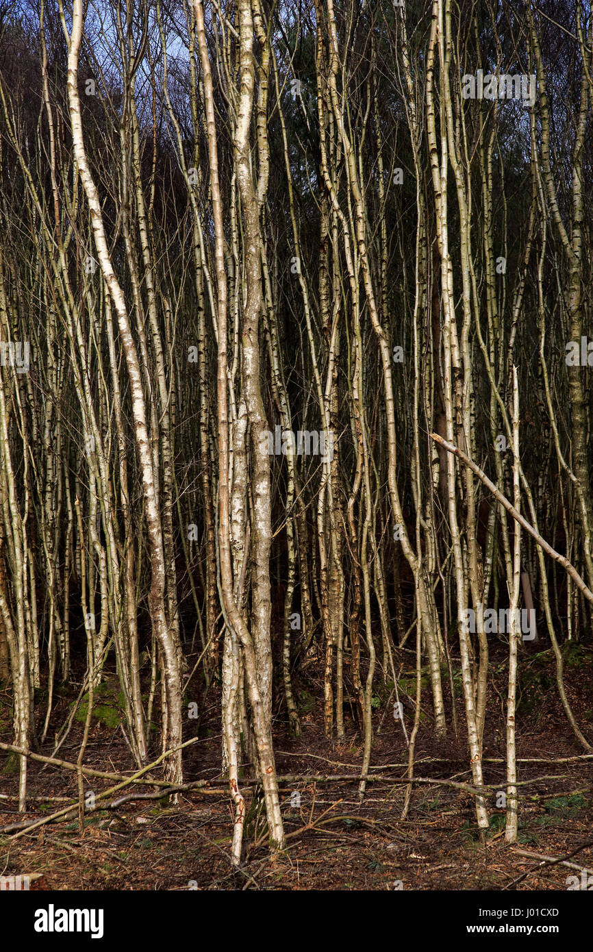 Dense woodland of silver birch trees, Betula pendula, Suffolk Sandlings ...