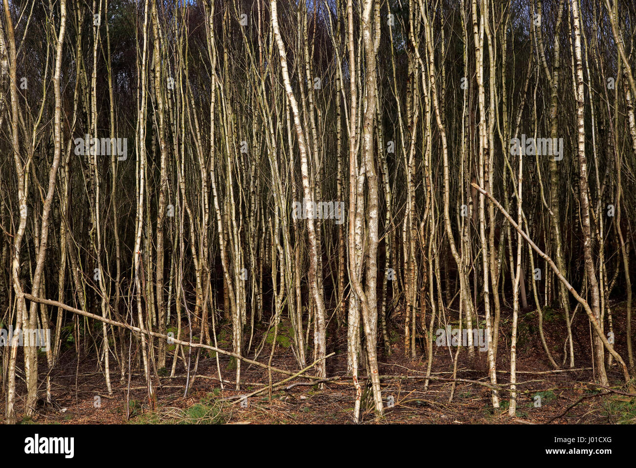 Dense woodland of silver birch trees, Betula pendula, Suffolk Sandlings ...