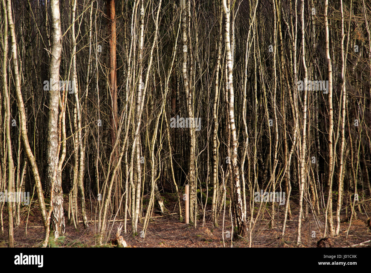 Dense woodland of silver birch trees, Betula pendula, Suffolk Sandlings ...