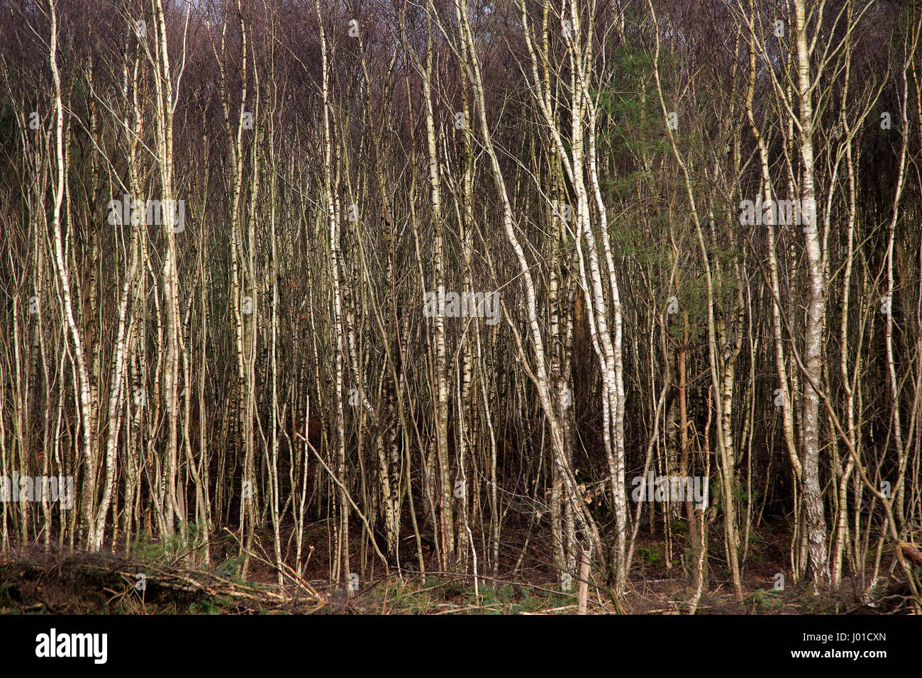 Dense woodland of silver birch trees, Betula pendula, Suffolk Sandlings ...