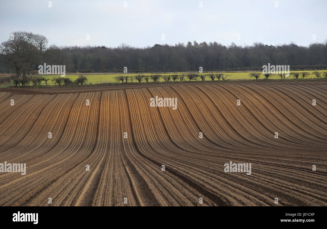Lines of soil ridges prepared for potatoes, Suffolk, England, UK Stock ...