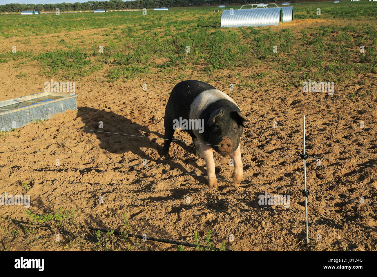 British Saddleback pig outdoors free range farming, Suffolk, England ...