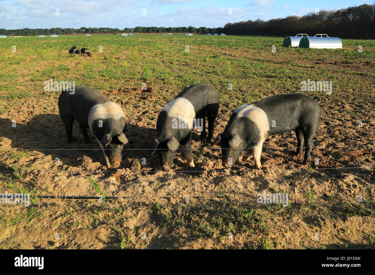 British Saddleback pigs outdoors free range farming, Suffolk, England ...