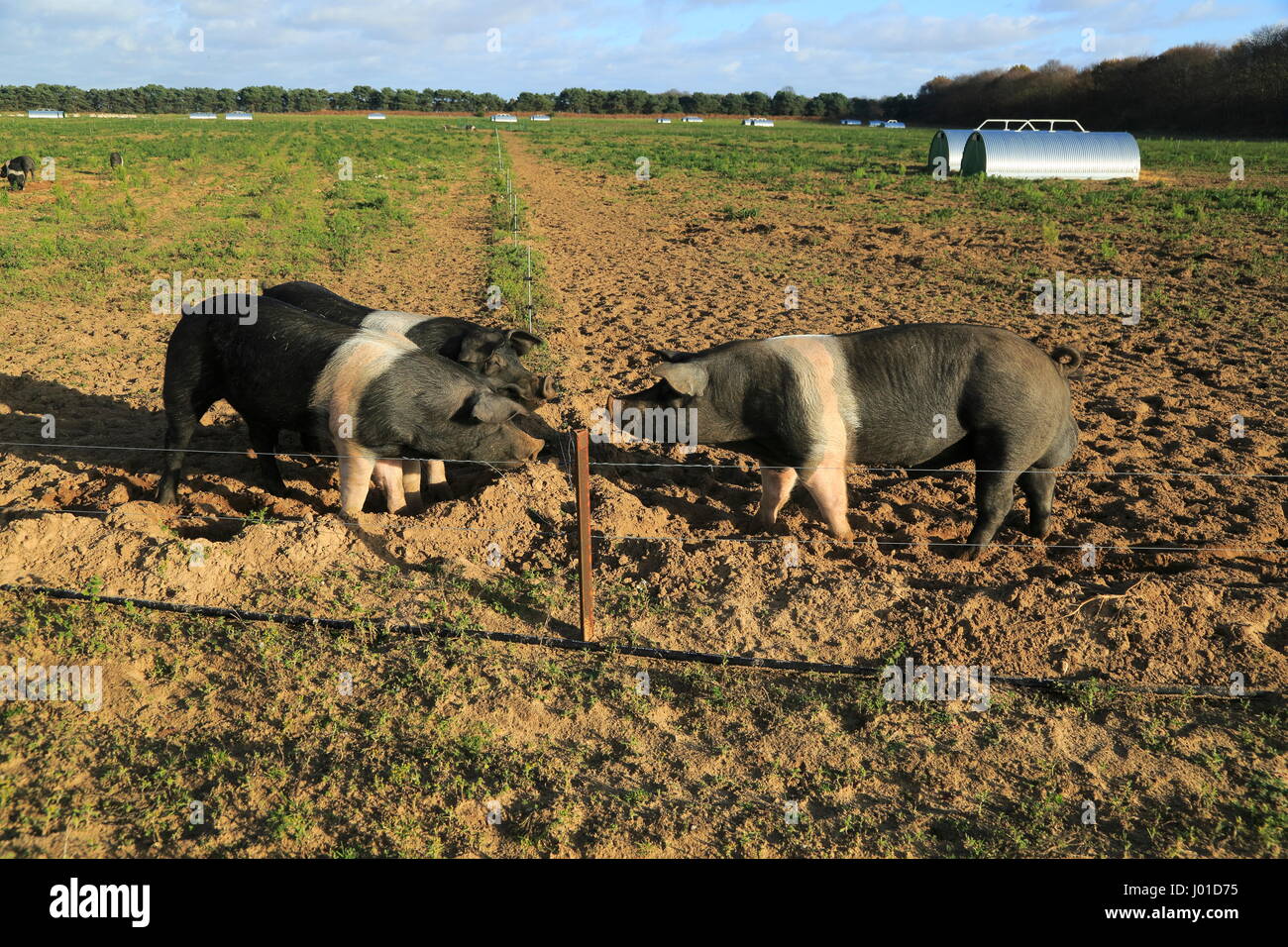 Saddleback pigs hi-res stock photography and images - Alamy
