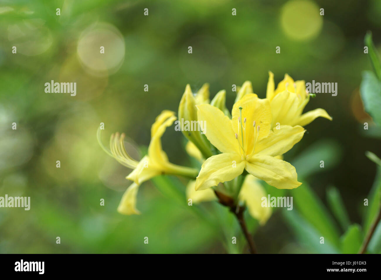 Luteum hi-res stock photography and images - Alamy