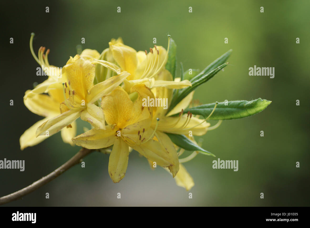 Luteum hi-res stock photography and images - Alamy