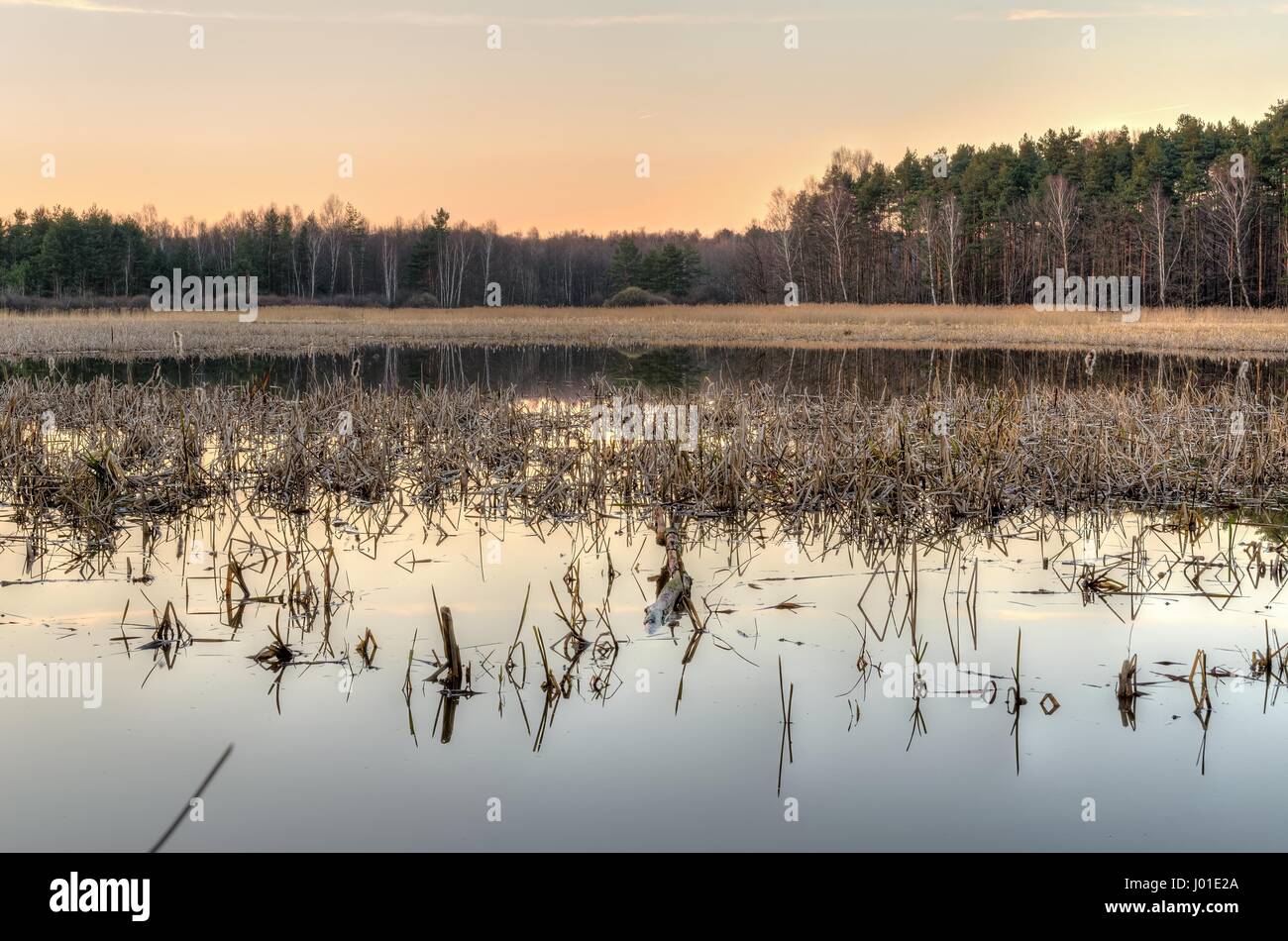 Spring nature landscape. Pond in a forest with trees reflections Stock ...