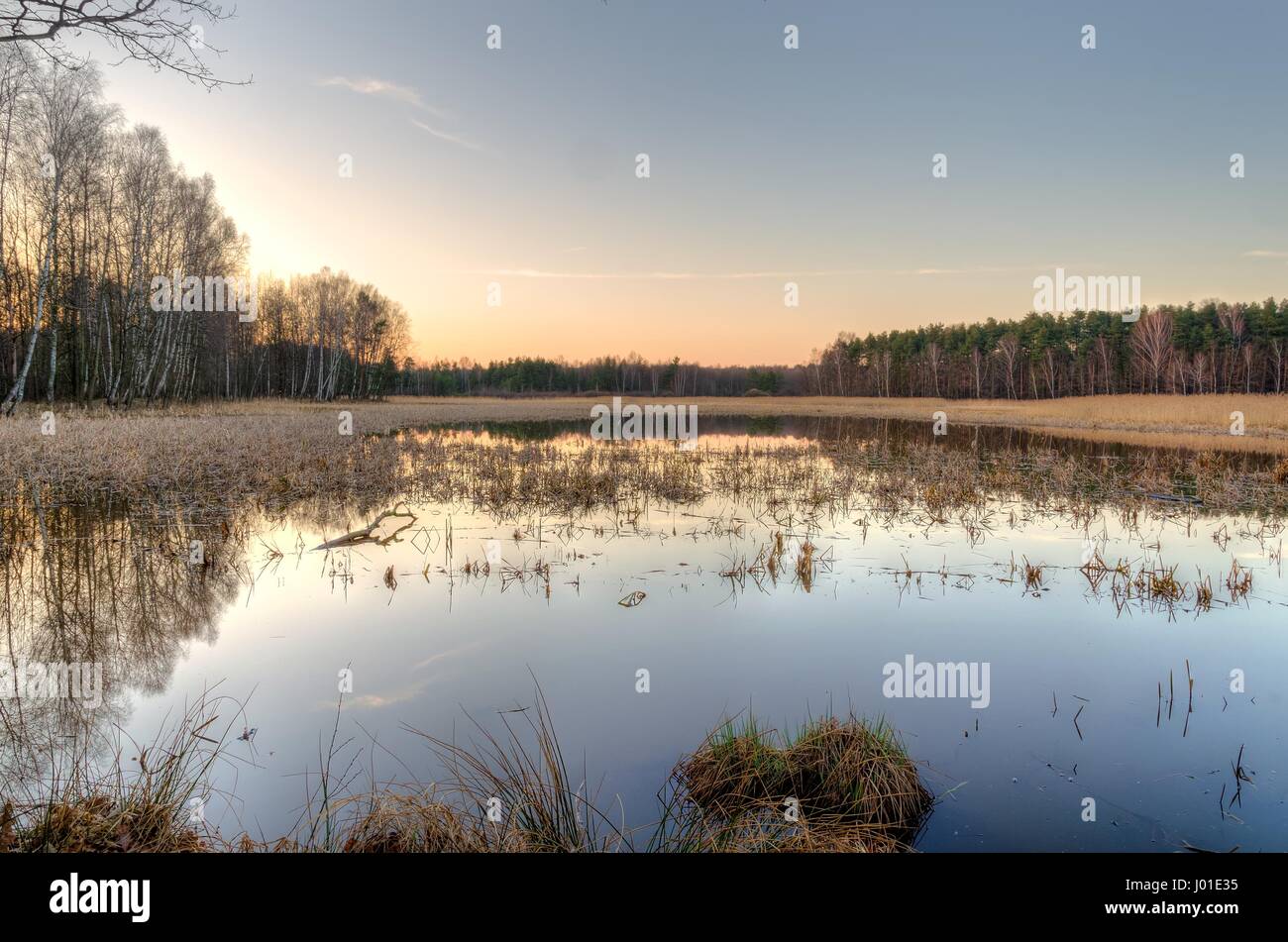 Spring forest scene hi-res stock photography and images - Alamy