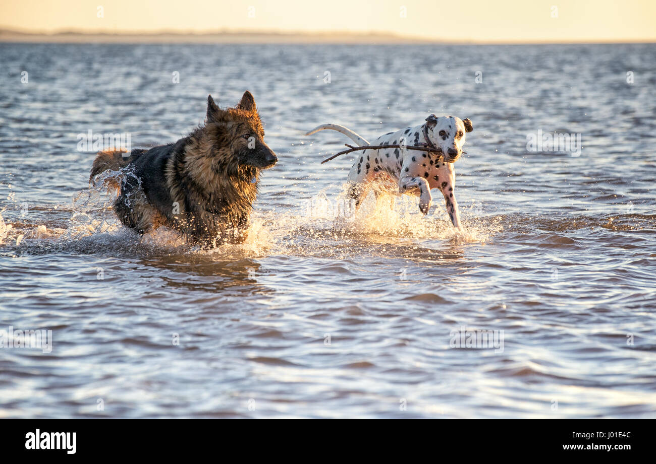 Dogs friends running and chasing each other in the sea playing nicely ...