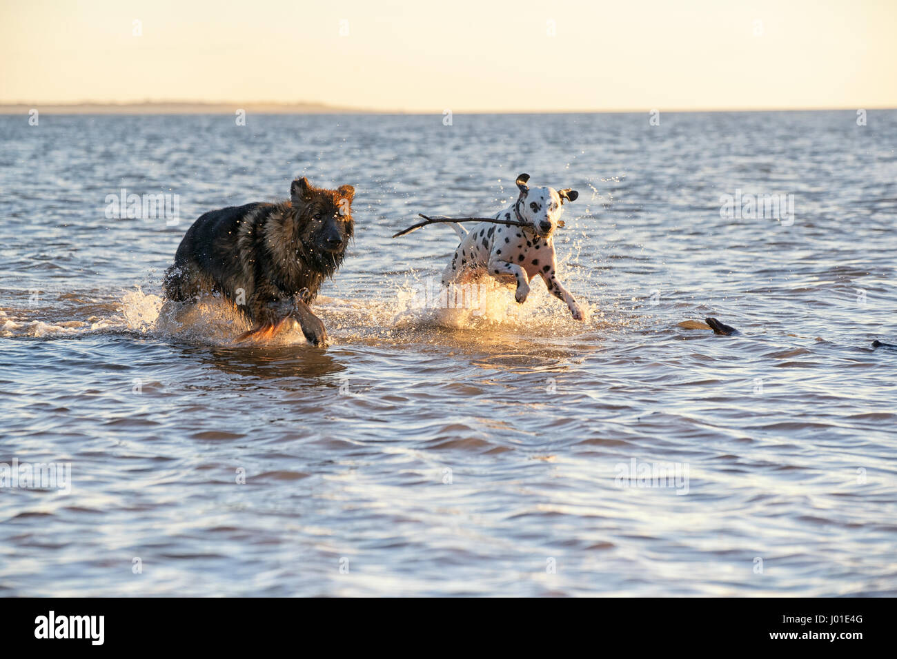 Dogs friends running and chasing each other in the sea playing nicely ...