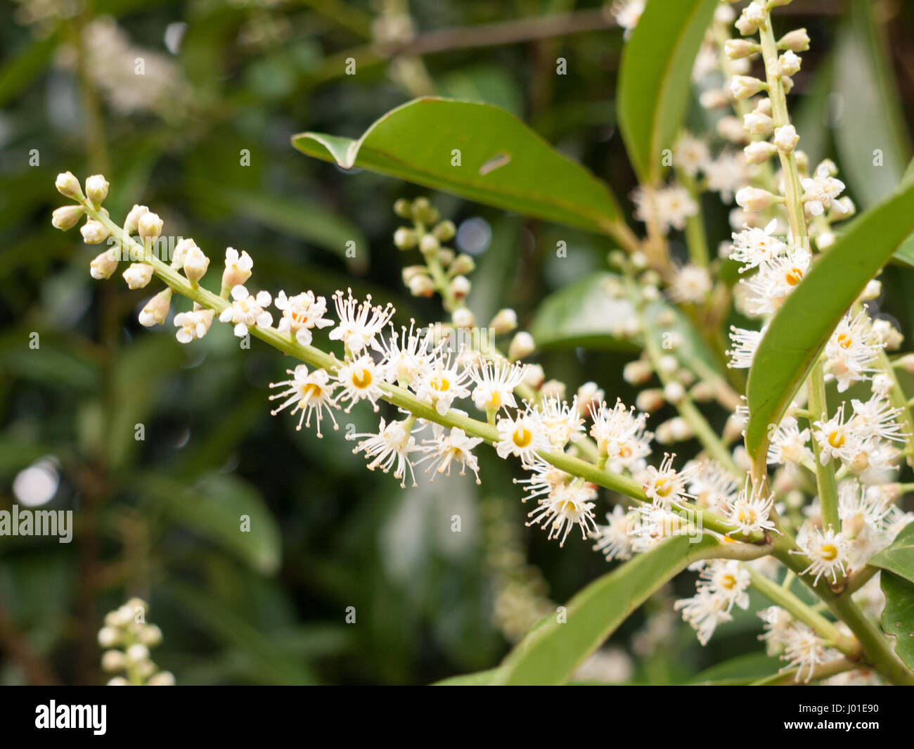 A strand of white flowers on a plant Stock Photo - Alamy
