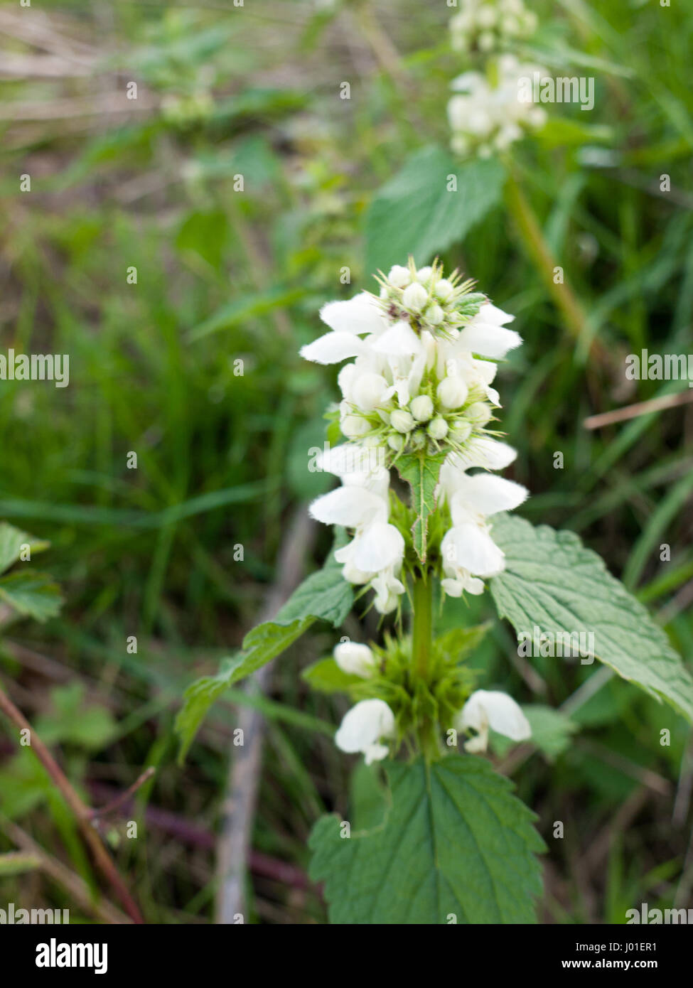 White flowers rising out of a plant Stock Photo - Alamy