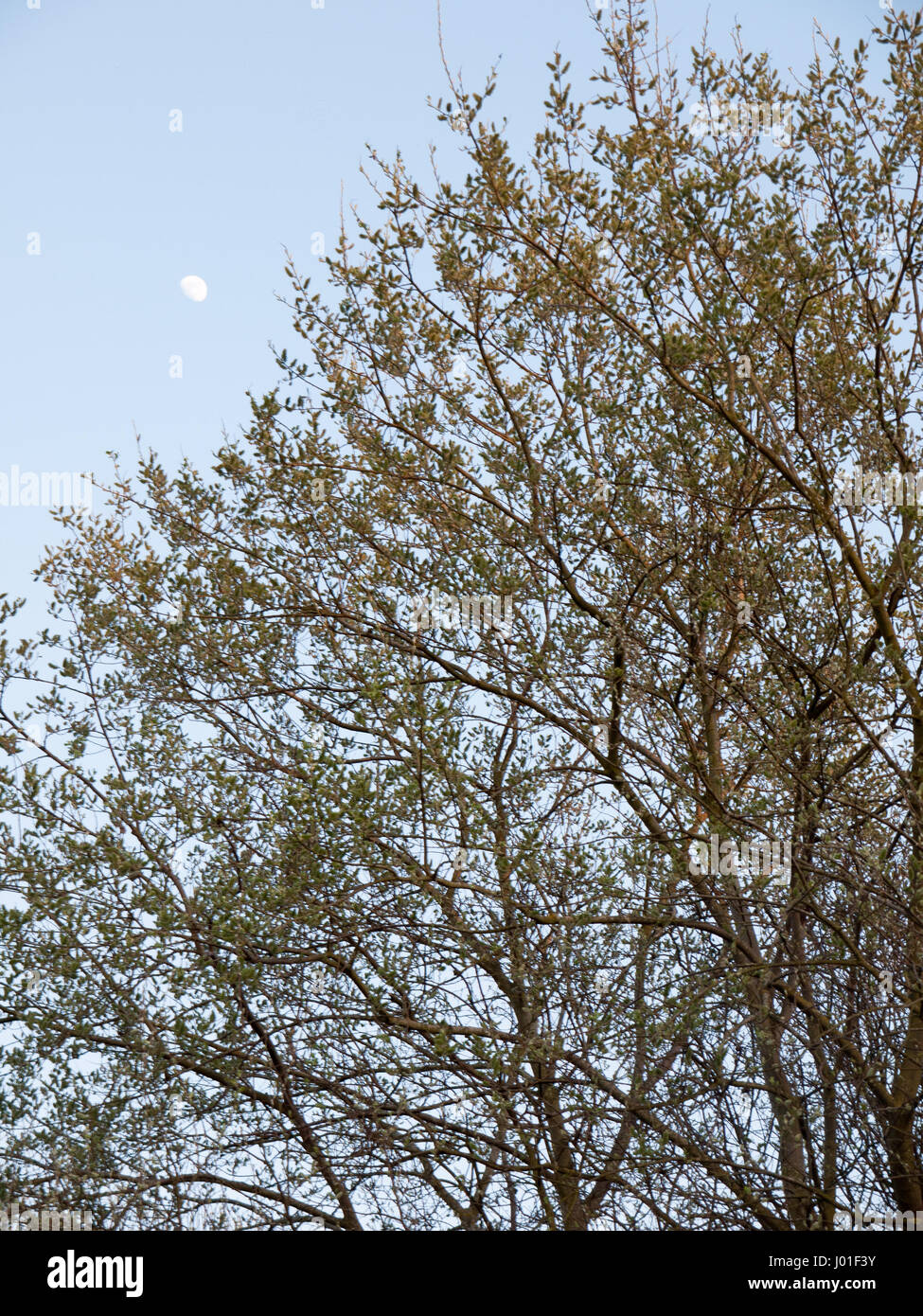 Full moon behind branches tree hi-res stock photography and images - Alamy