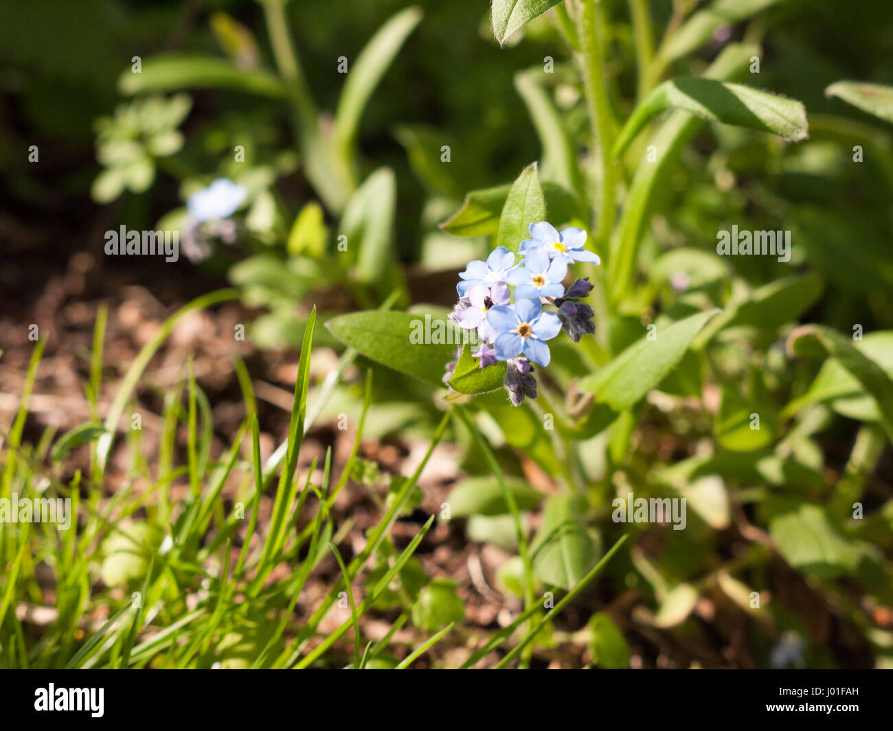 A blue flower head macro in the spring light Stock Photo - Alamy