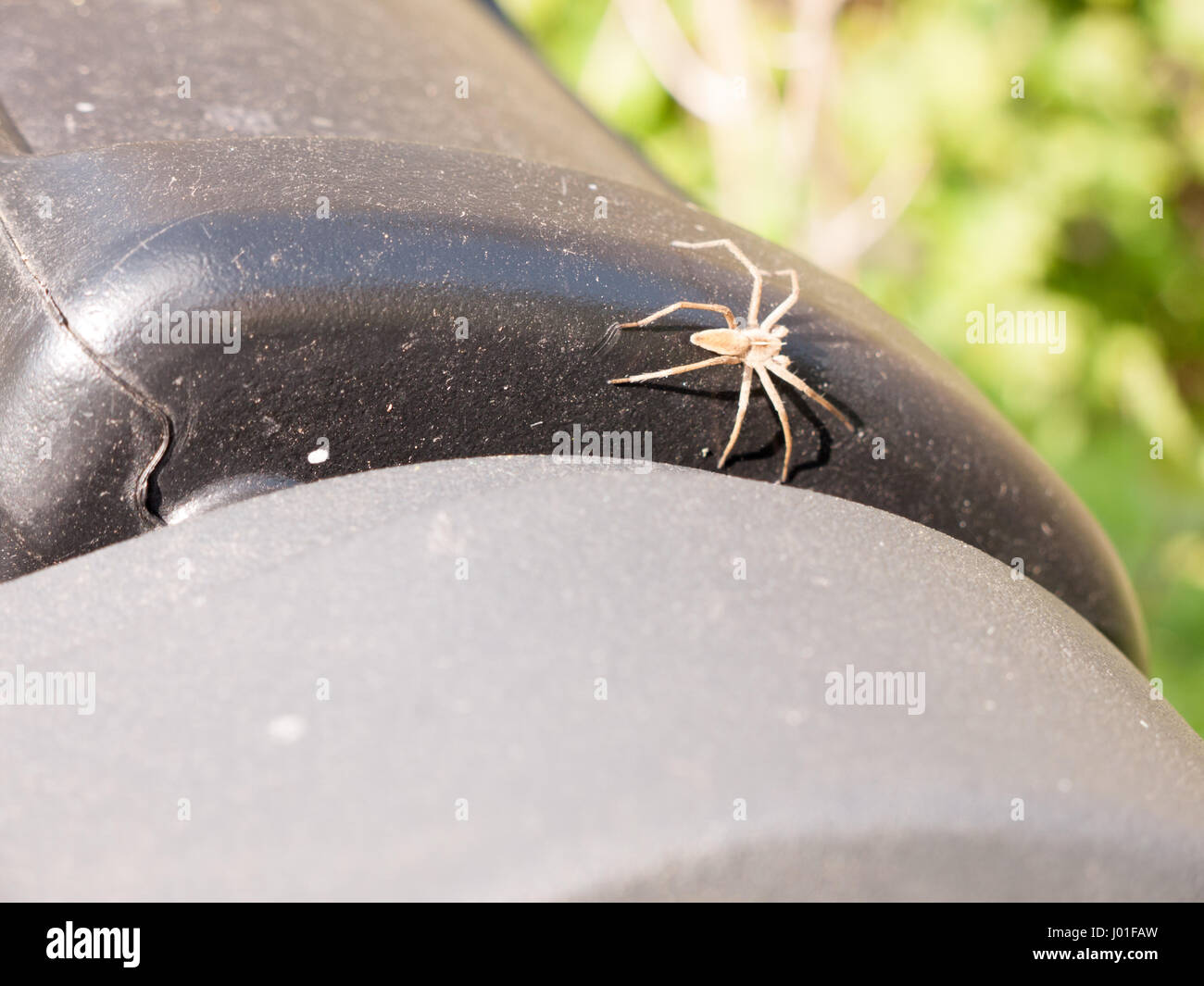 Fiddleback spider hi-res stock photography and images - Alamy