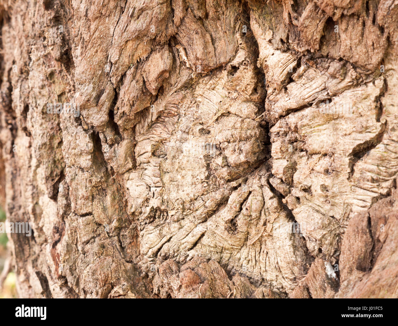 Weird tree bark with pattern in sun light Stock Photo - Alamy